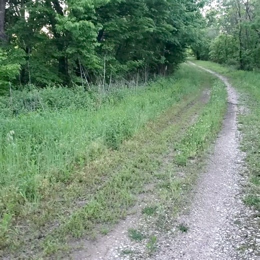 6K views · 142 reactions | Couple under a year old pups with 2 older dogs #beagle #rabbitdogs | Track Em Down Kennels | Facebook