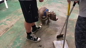 ****Update**** Some new training for Sonny. He learned brooms and scoopers are nothing to fear nor is my wife. Please donate to his rehabilitation by clicking https://www.theanimaldebtproject.com | K9 Intuition