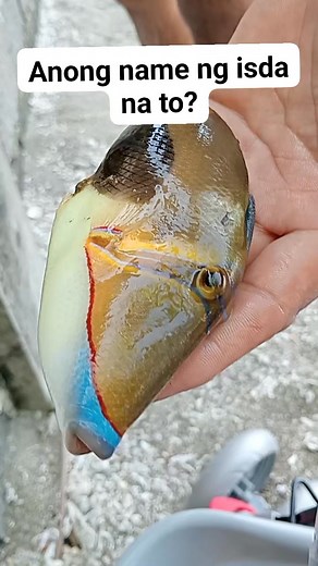 1.1K views · 17 reactions | Anong name ng isda na to guysang ganda ng color #fish #highlightseveryone #fypシ゚ #fblifestyle | Chloe Shairah Escaniel | Facebook