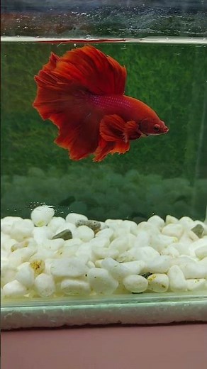 🐠 ¡El Betta splendens: el guerrero de colores y aletas majestuosas! 🔥