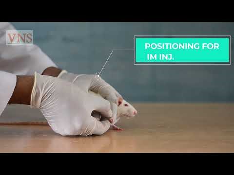 PHARMACOLOGY EXPERIMENT PART-1 : HANDLING OF LAB ANIMALS (RAT,MOUSE)