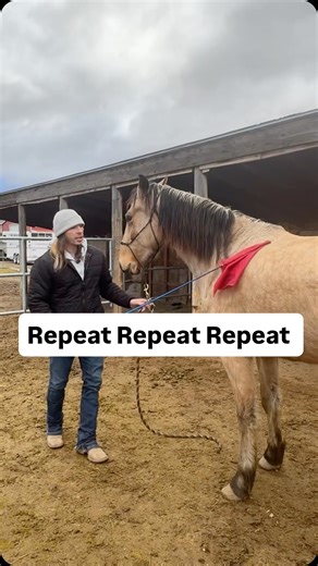 Cam on Instagram: "Repeat Repeat Repeat. #champthemustang #horse #utah #wildmustang #cowboys"