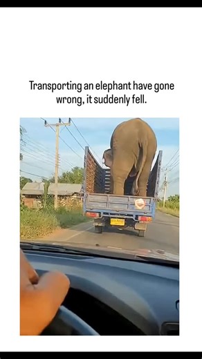 GLOBAL REEL HUB | #The post shares a 10-second dashcam video depicting an elephant slipping off a transport truck, rolling down an embankment, and standing... | Instagram