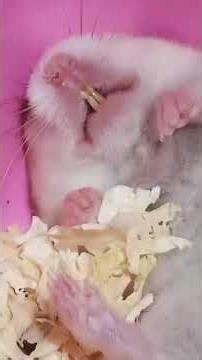 uyyy ano ba yan🤣 #hamster #cutie