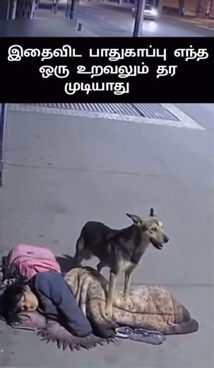 No one can provide more protection than this 🐶🐶