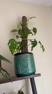 Not sure if you’re overwatering your plant babies? Here are five signs to look out for. 💧🌿 | Home Network