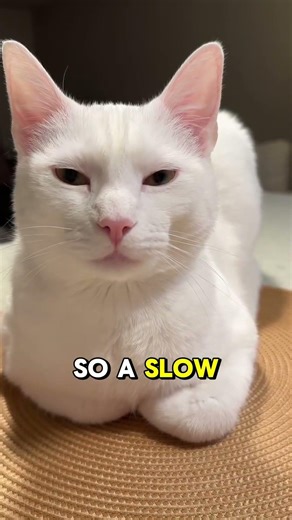 Why do cats slowly blink at you? 🐱 It’s a silent sign of trust! #animalshorts #ytshorts