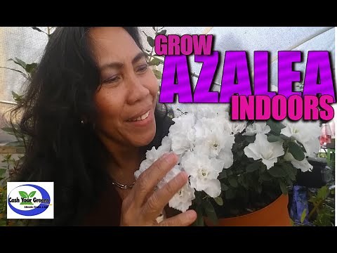 HOW TO GROW AZALEAS INDOOR / AZALEA CARE 🌺 🌺