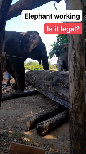 Elephant working to move logs #elephants #wildanimals #wildlife | Indique Law