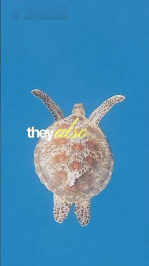 Why Do Turtles Move So Slowly? #turtles #turtlefacts #naturefacts