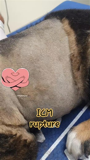 📌 Subcutaneous emphysema secondary to pneumothorax 🐶 Suspected intercostal muscle injury / thoracic trauma #vetmed #vetstudent #education #intercostalmusclerupture #NittylovelyCat | Nitty LovelyCat.