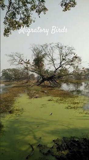 Ghana National Bird Sanctuary #migrated birds #bird watch