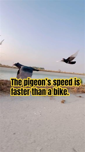 This pigeon can fly faster than a bike can ride. #pigeon #fastPigeon #speedPigeon #flyingPigeon