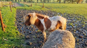 It's a beautiful sunrise at Cannon Hall Farm as we check in with our Shetlands Casey, Diamond and Jon Bon who are loving life in the park fields...even if they are getting a bit muddy. | Cannon Hall Farm