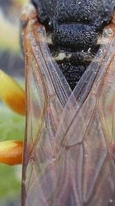 Square-headed wasp: | MacroLab3D