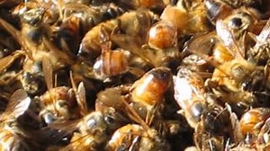 Impact of CCD on US Agriculture