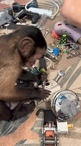 Oliver’s busy fixing things🔧 #oliverlincoln #smartmonkey #tools #happymonkey | Three Little Rascals