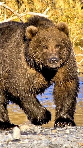 Angry Bear Body Language