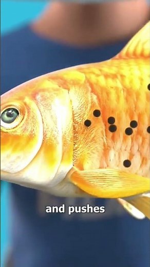 How Fish Breathe: The Incredible Power of Gills (Fish Respiration Explained!)