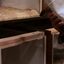 Video: The Resident-intruder Paradigm: A Standardized Test for Aggression, Violence and Social Stress