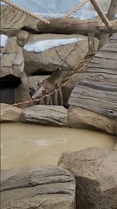 How Do Orangutans Use Tools? #shorts