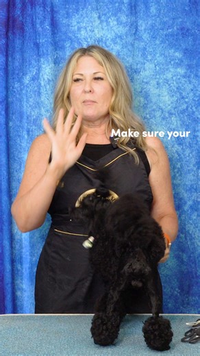 20K views · 339 reactions | Tips for keeping your dog's energy up at the dog show! It's all about conserving energy outside the ring and making inside the ring as fun as possible. What's your routine with your low energy dog? | Leading Edge Dog Show Academy | Facebook