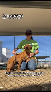 2.2K views · 59 reactions | @pleaseadoptmeca with ANNE!  Anne: ID#...