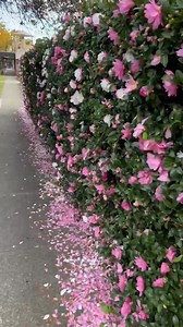 Are you thinking about planting a hedge? Camellia sasanquas make amazing hedges and the flowers in autumn are spectacular. But you can’t just dig a hole in the clay or they won’t grow. Build your gardens up with Tim’s Best Potting mix. Mulch with Tim’s Cow Manure and sugarcane. If you build it up by just 15cms your Camellias will thrive. Camellias are old world hedging plants that just make your garden look classy. Yes it makes everyone think you’re rich. Yes they can be grown just as shrubs too