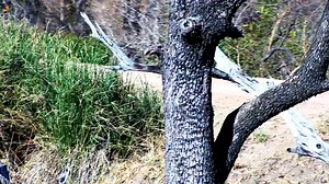 Blue Headed Tree Agama on old camera tree catching insects | WildEarth Cam2