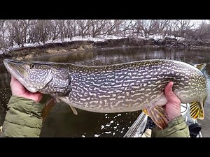 Spring Fishing For River Predators!