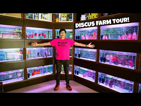 AMAZING DISCUS FISH STORE TOUR in SINGAPORE!! Chai Discus Farm