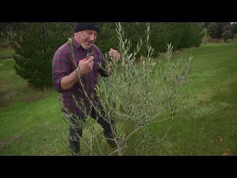 How To Prune Young Olive Trees