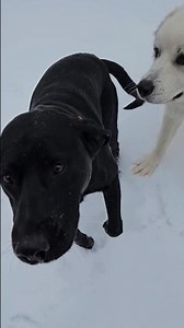 Snow Play for pups! #labrador #greatpyrenees
