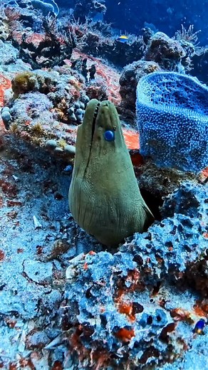 Recent tracking studies show these eels keep a small home range in mangroves and reefs, moving mostly at night and sometimes migrating offshore in winter. They’re powerful nocturnal hunters, using a second set of jaws in their throat to pull in prey. Even though they’re common, habitat loss in coral reefs and mangroves is starting to affect their populations. . . 🇲🇽Español Estudios recientes muestran que estas morenas mantienen un rango de hogar pequeño en manglares y arrecifes, se mueven prin