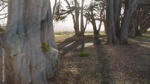 Parallax effect on nature adventure concept, aerial shot 4K. Happy backpacker girl hiking exploring nature USA. Drone camera moving in parallel to woman walking by cypress tree alley on golden sunrise