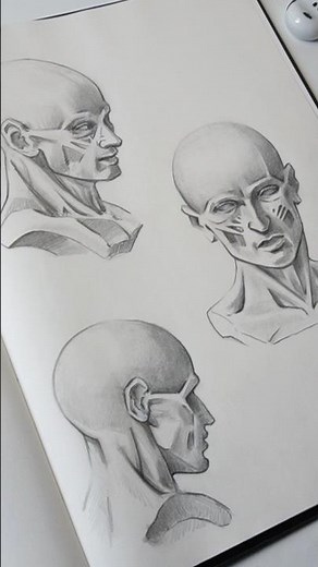 Facial muscle studies for portrait drawing 💪