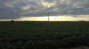 Windmills in a green soybean field at sunset at sunset in rural Nebraska, USA
