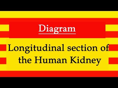 Longitudinal section of the Human Kidney l Human Kidney Diagram