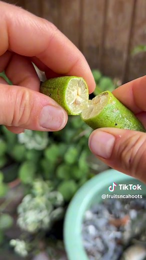 Fruits n’ Cahoots (@fruitsncahoots)’s videos with original sound - Fruits n’ Cahoots