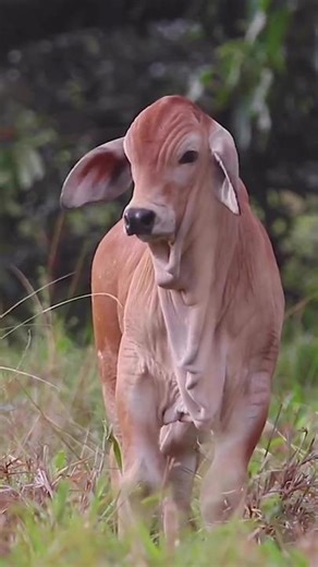 Red Calf Compilation - Cute Animals Studio Video