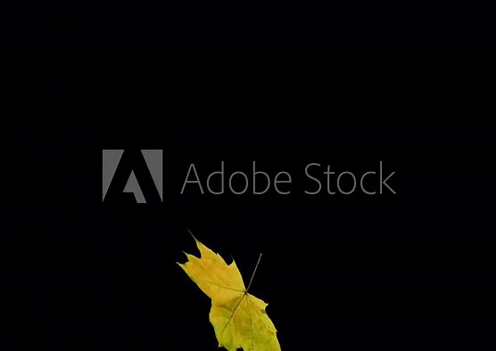 Realistic autumn leaves gently falling in a seamless loop on a transparent background. Perfect as an overlay or background element for seasonal videos, titles, and motion graphics.