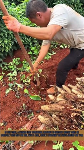 Farmer’s Hand - Digging Lingzhi Yam: Traditional Harvest Skill