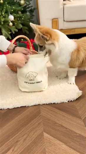 Corgi's Reaction to Bread Toys Is TOO Cute 🥺🍞 #corgi #dogtoys #animals
