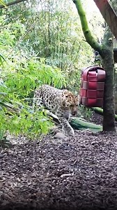 This Is One of the Rarest Cats in the World | Forrest Galante