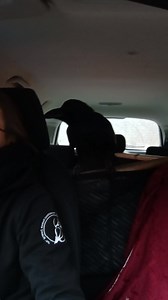 Echo is bored while driving. :) | Echo the Raven