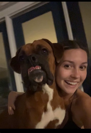 Boxer Dogs: The Wholesome and Chaotic Moments