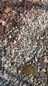 New Video in the Delphi Case #reels #truecrime #storytelling | True Crime Recaps