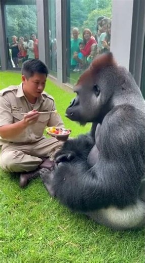 Gorilla Eating with Chopsticks?! 🥢 | Cutest Zoo Moment Ever! #shortvideos
