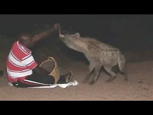 Il nourrit des hyènes depuis 26 ans