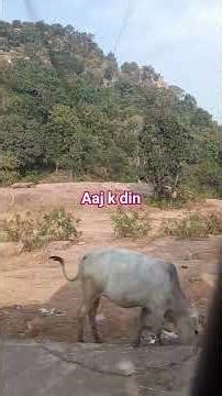 #song#minivlog#shortsfeed#shortvideo#shortvideoformat#viralvideo#vlog#viral#video#viralshorts